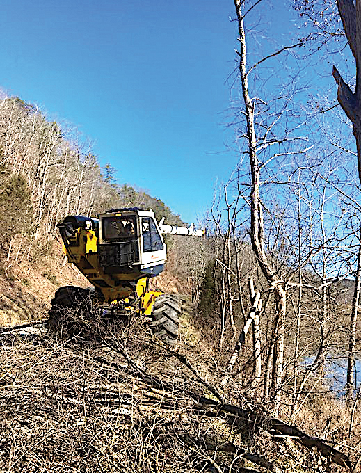 Canopy Clearing | News, Sports, Jobs - The Intermountain